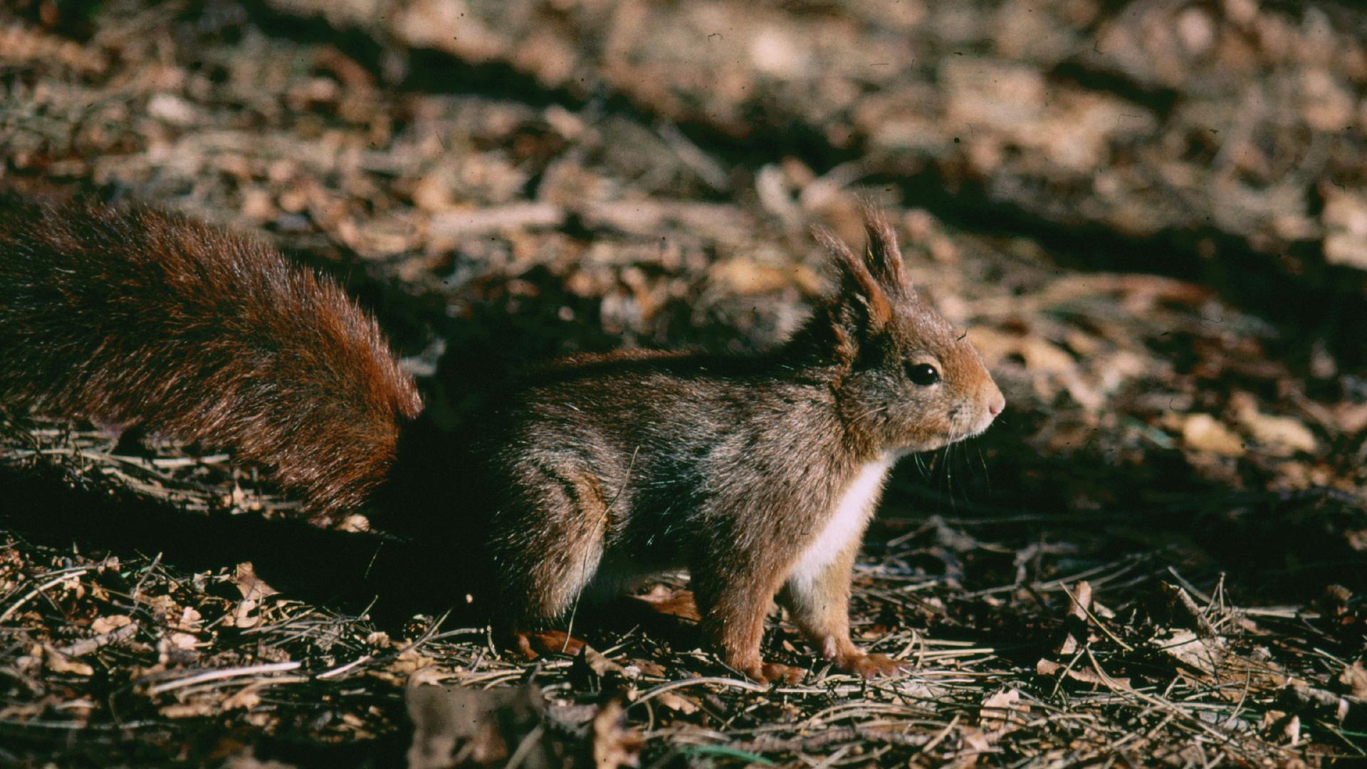 Gut bacteria may explain why grey squirrels outcompete reds – new research | Bangor University